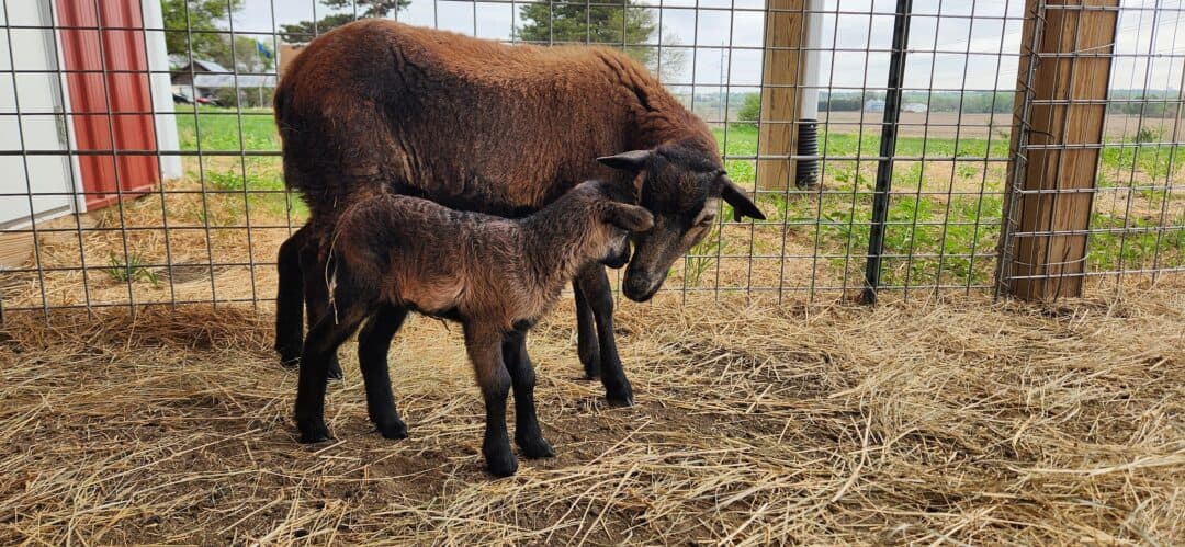 American Blackbelly Sheep | Shalom Farms