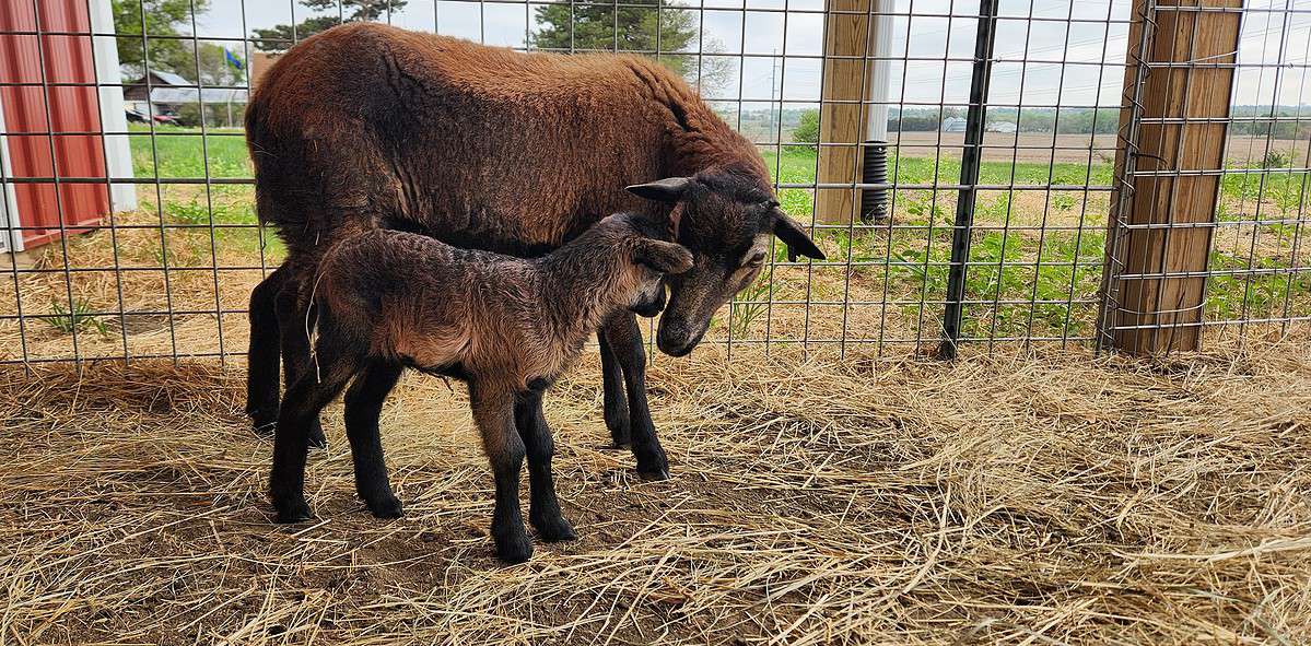 American Blackbelly Sheep | Shalom Farms