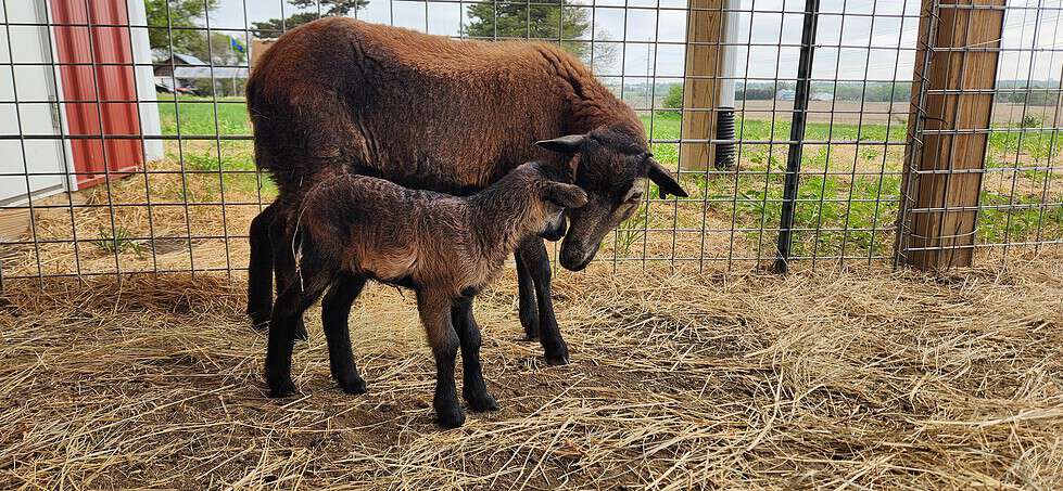 American Blackbelly Sheep | Shalom Farms