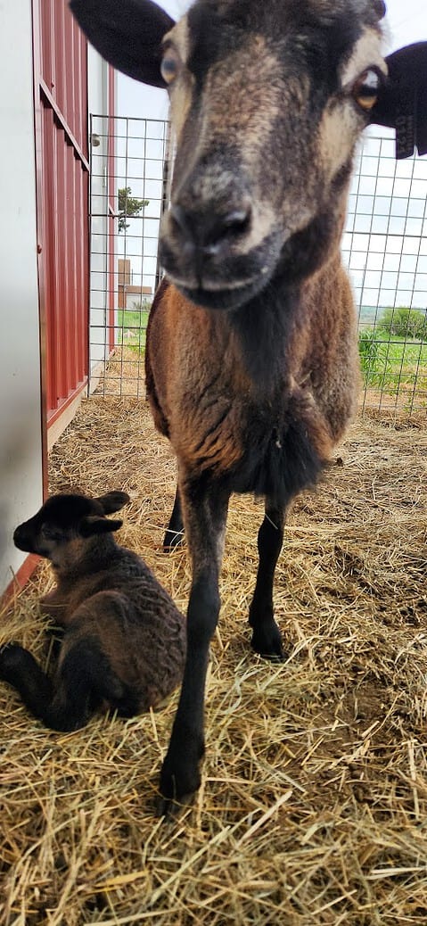 American Blackbelly Sheep | Shalom Farms