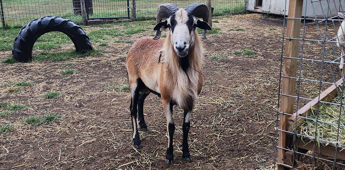 American Blackbelly Sheep | Shalom Farms