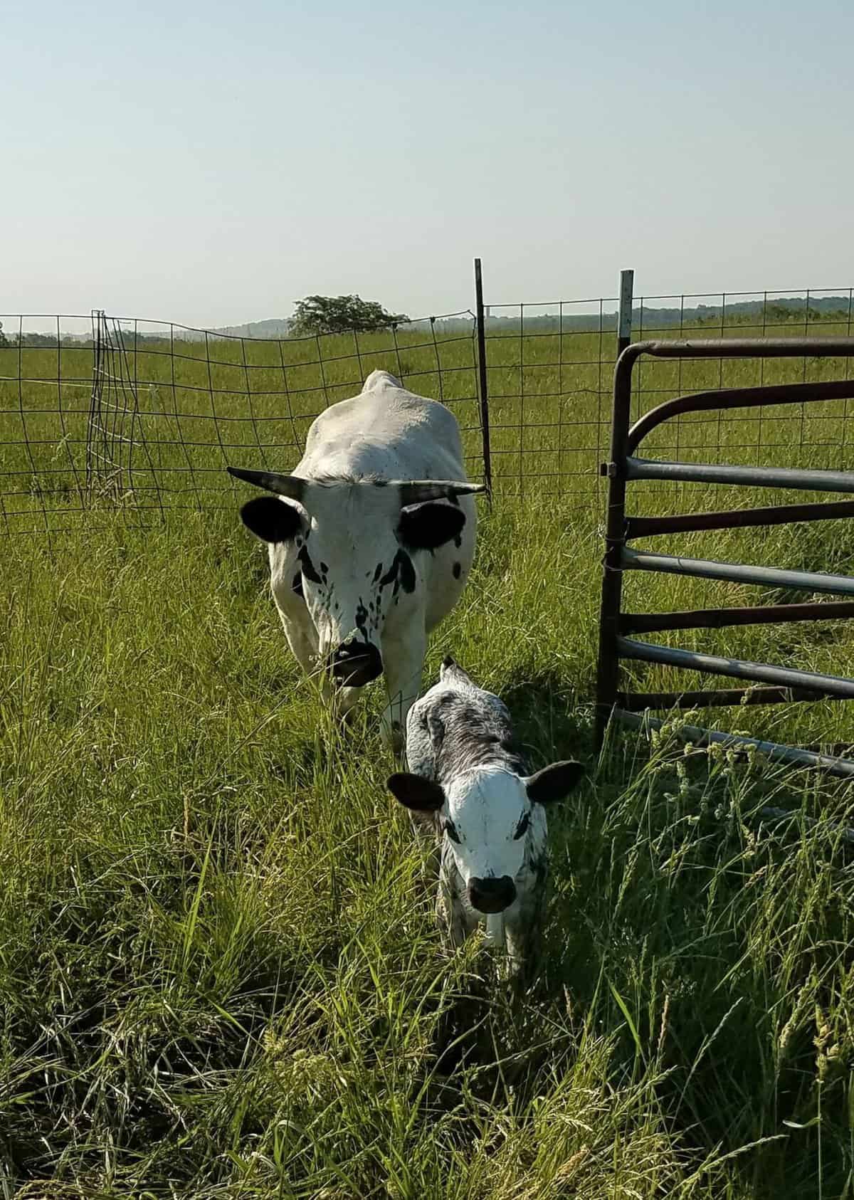 Pineywoods Cattle | Shalom Farms