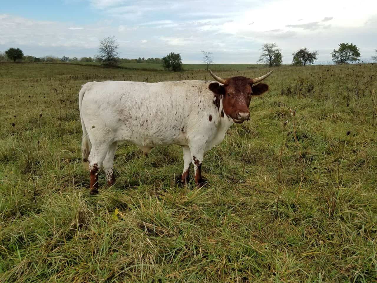 Pineywoods Cattle | Shalom Farms