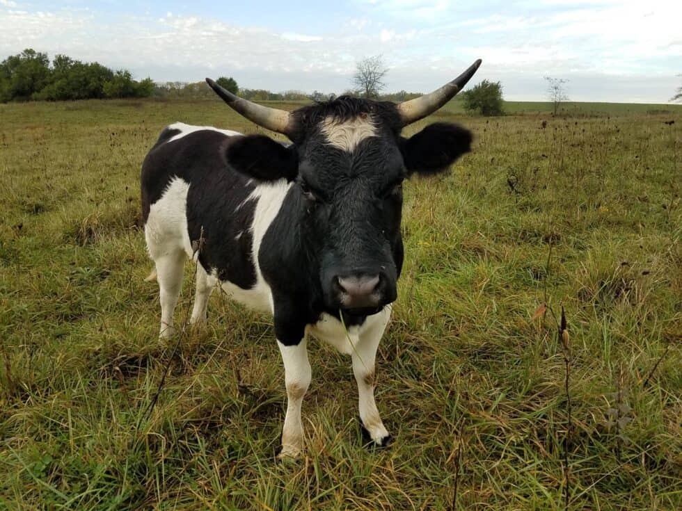 Pineywoods Cattle | Shalom Farms