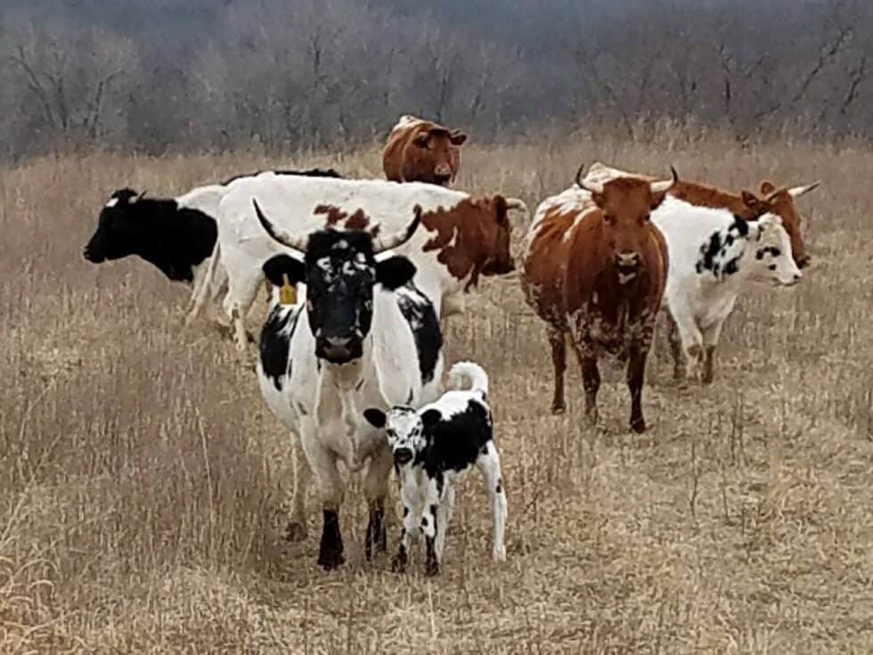 Pineywoods Cattle | Shalom Farms