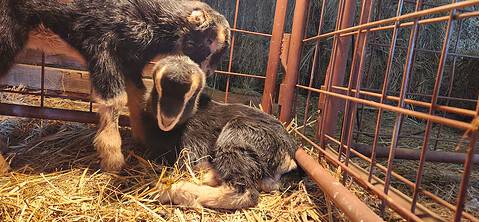 LaMancha Goats | Shalom Farms