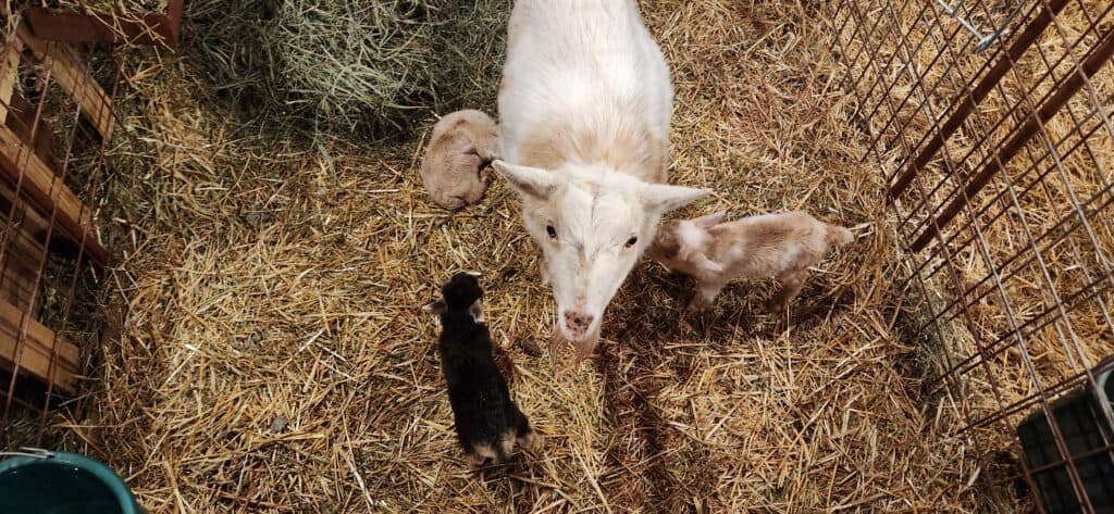 Percy X Sweet Pea | Shalom Farms