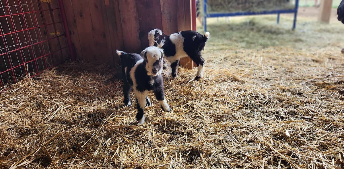 Mini Mancha Goats | Shalom Farms