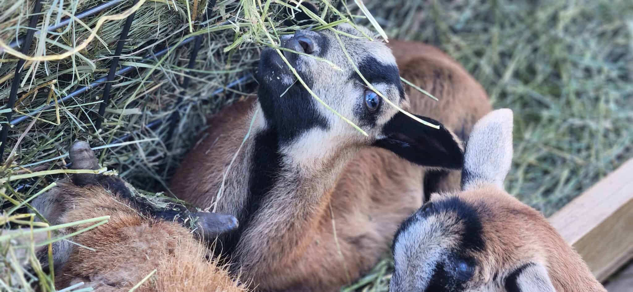 American Blackbelly Sheep | Shalom Farms