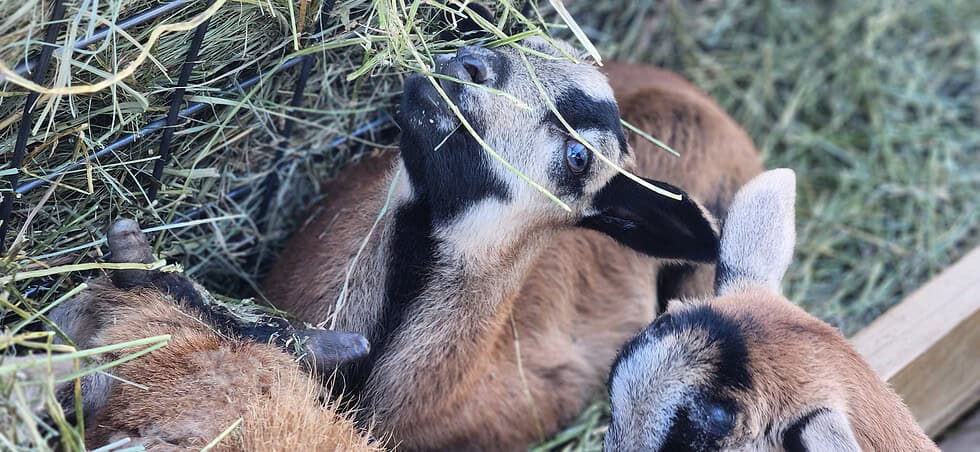 American Blackbelly Sheep | Shalom Farms