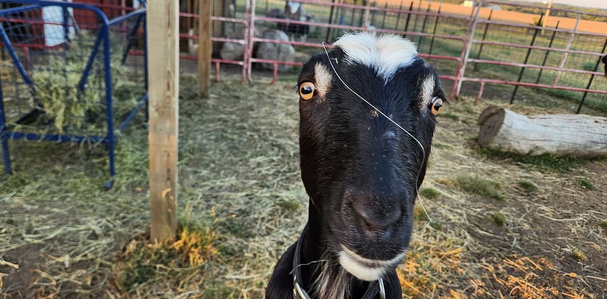 LaMancha Goats | Shalom Farms