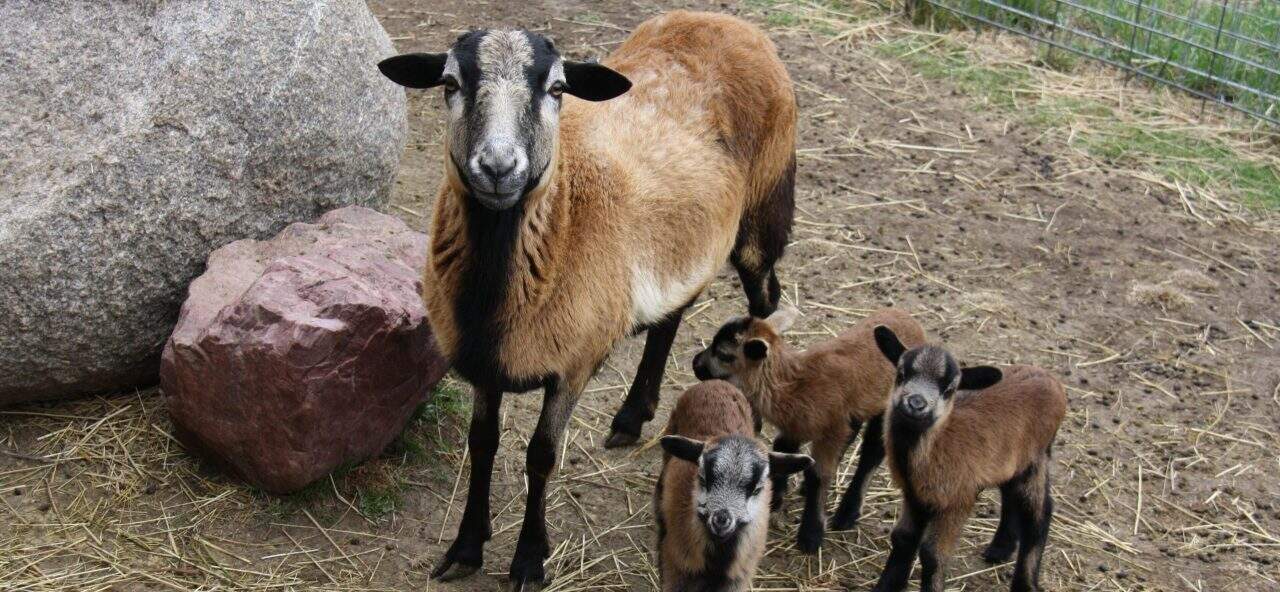 American Blackbelly Sheep | Shalom Farms
