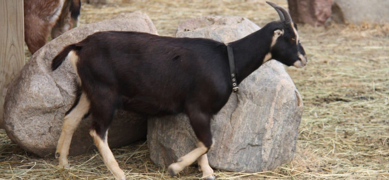 LaMancha Goats | Shalom Farms