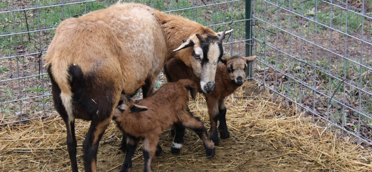 American Blackbelly Sheep | Shalom Farms