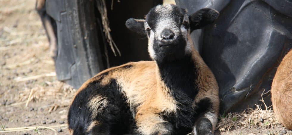 American Blackbelly Sheep | Shalom Farms