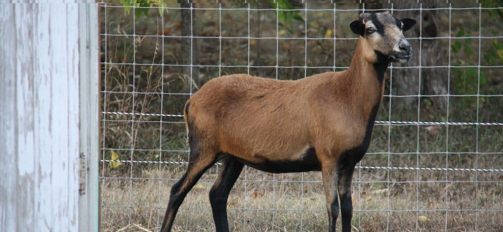 American Blackbelly Sheep | Shalom Farms
