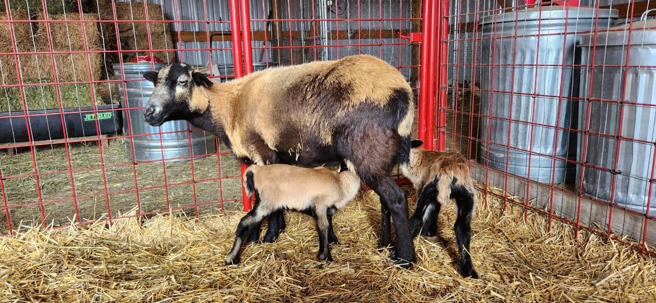 American Blackbelly Sheep | Shalom Farms