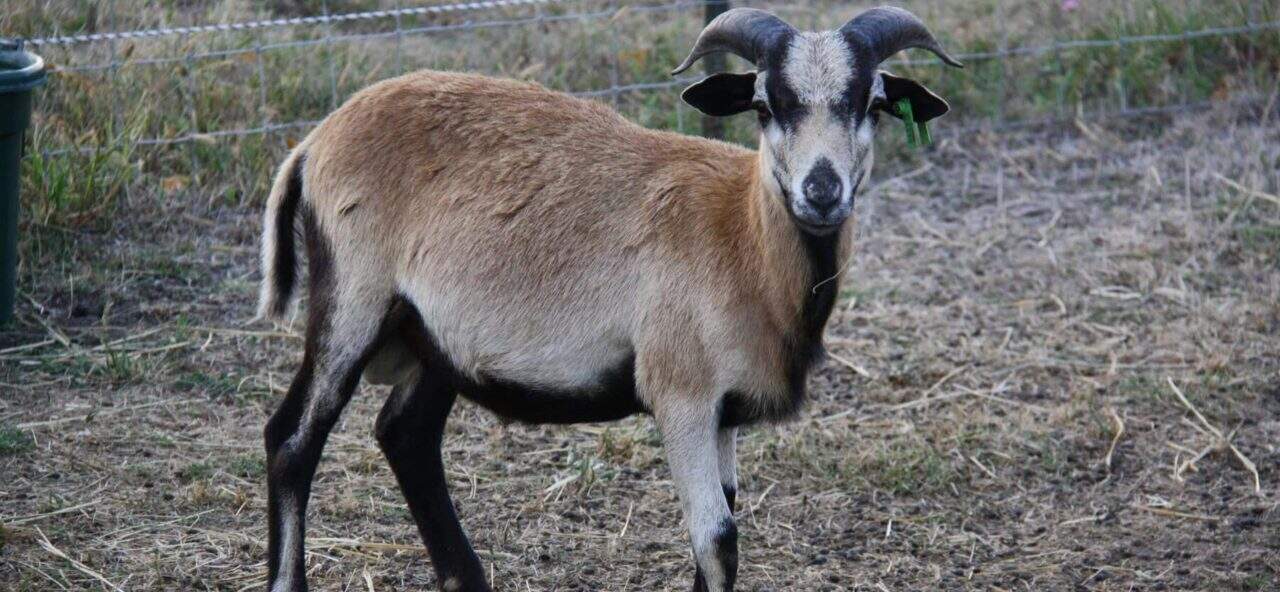 American Blackbelly Sheep | Shalom Farms