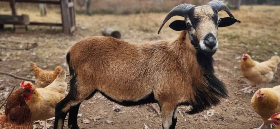 American Blackbelly Sheep | Shalom Farms